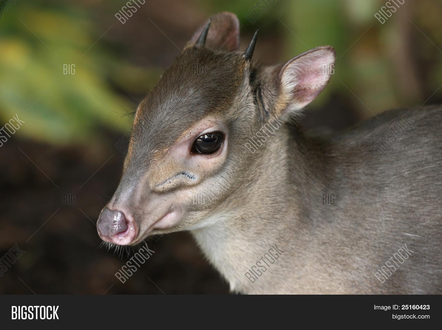 Blue Duiker Antelope Image & Photo (Free Trial) | Bigstock