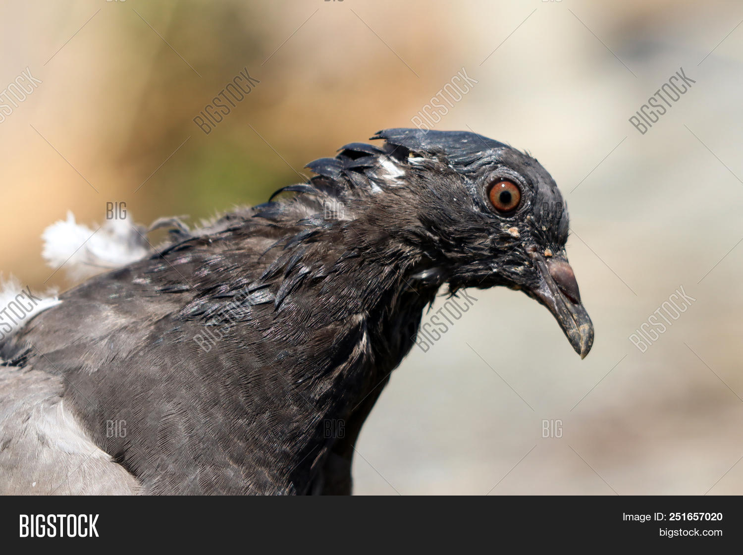 Young Juvenile Feral Image & Photo (Free Trial) | Bigstock