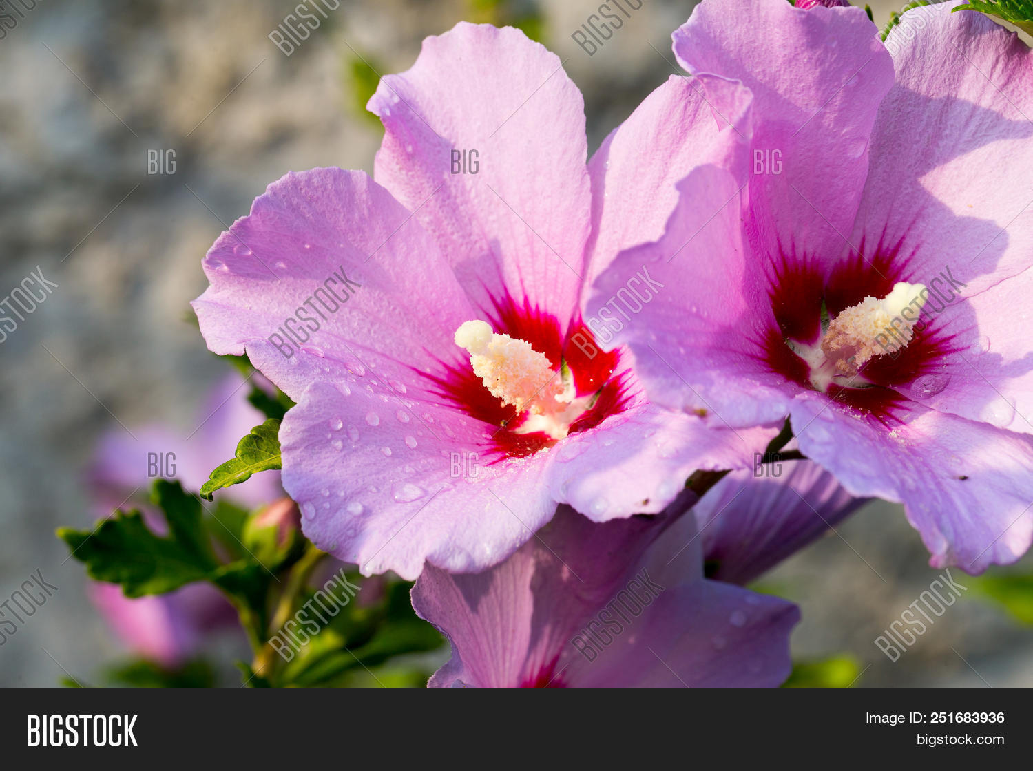 Beautiful Large Althea Image & Photo (Free Trial) | Bigstock