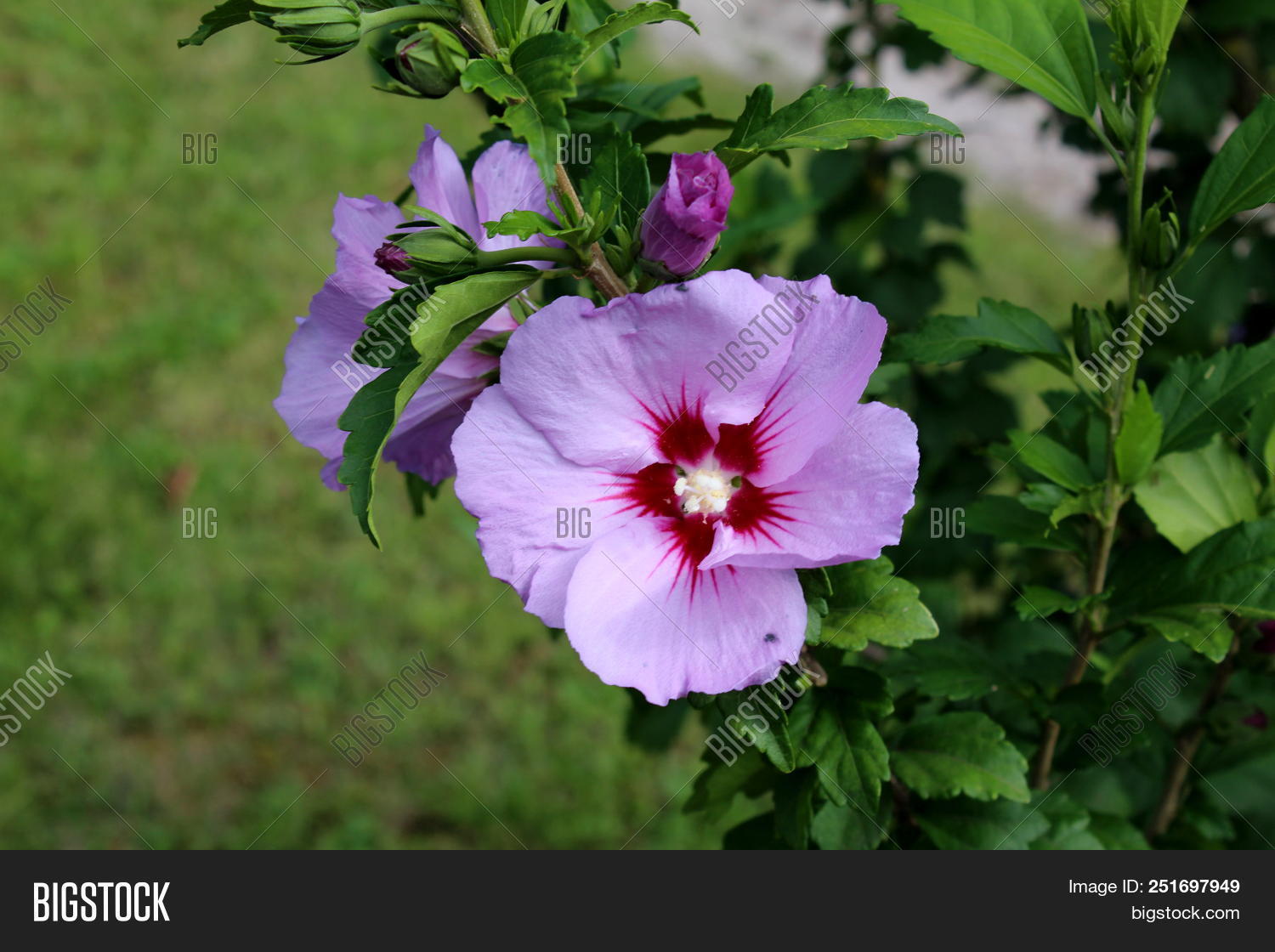 Hibiscus Syriacus Rose Image & Photo (Free Trial) | Bigstock