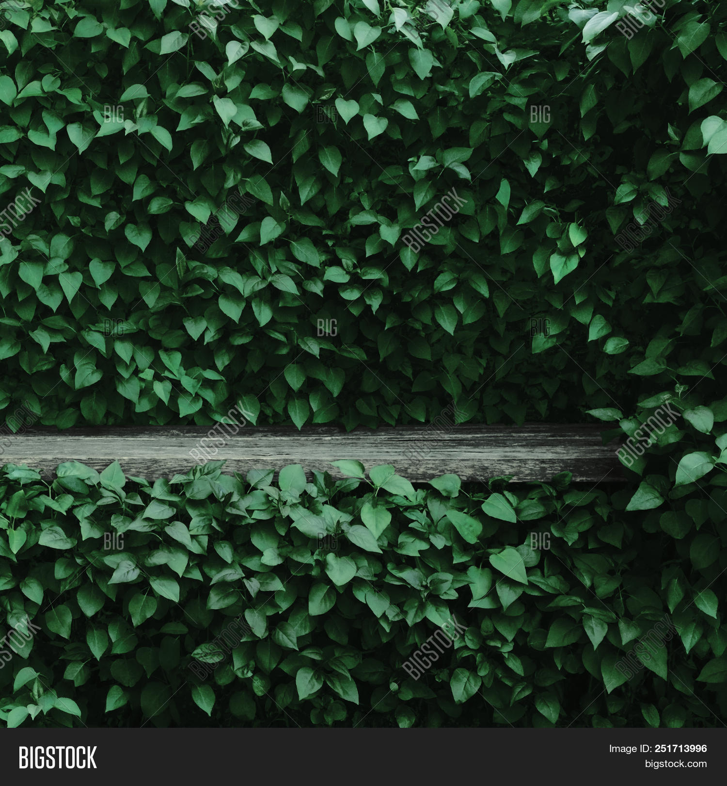 Syringa Vulgaris Image & Photo (Free Trial) | Bigstock