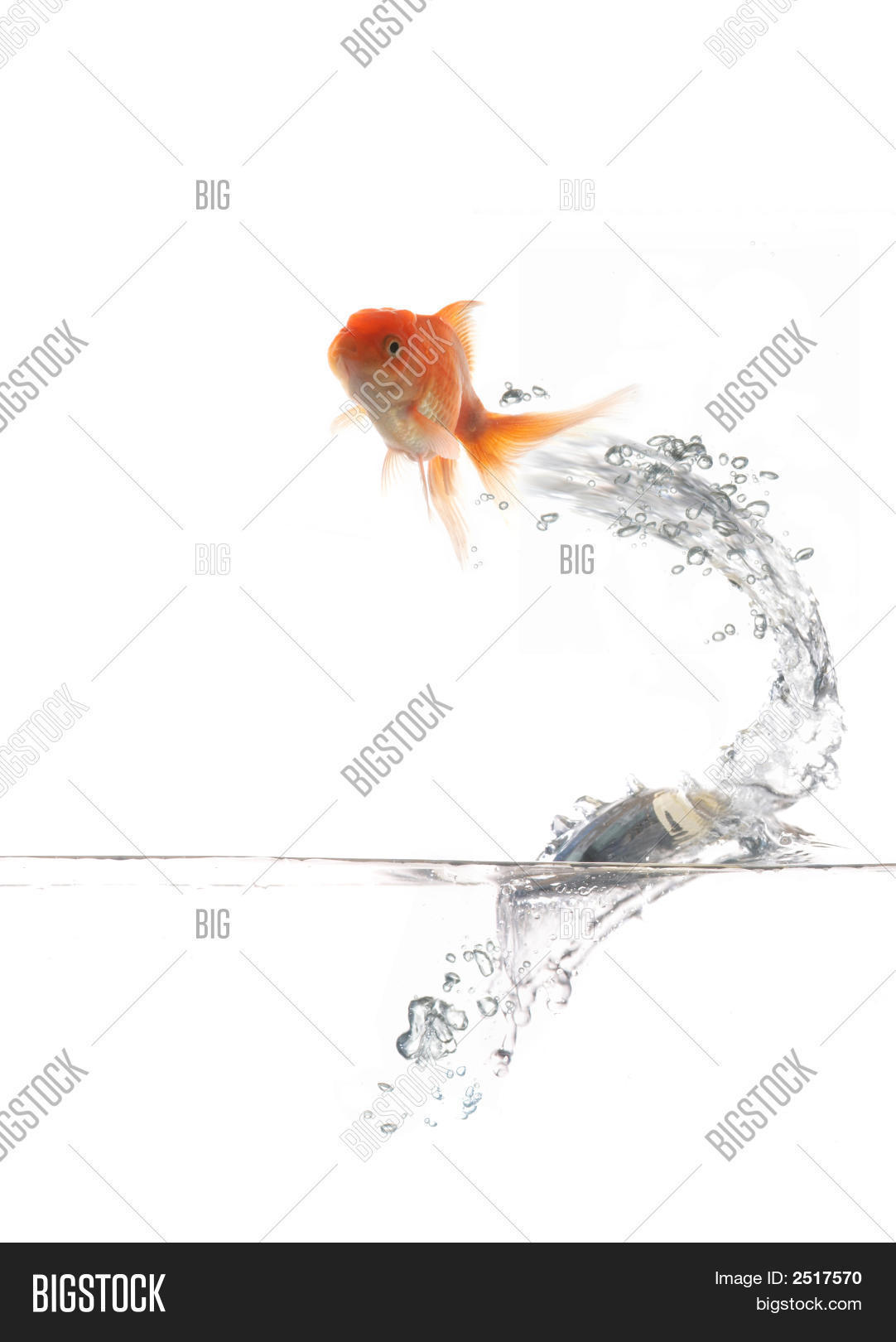 Flying Fish Image & Photo (Free Trial) | Bigstock