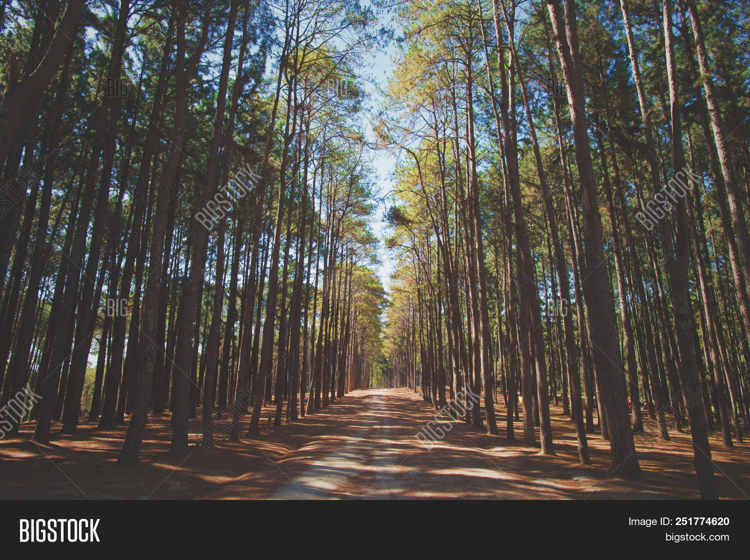 Caribbean Pine (pinus Image & Photo (Free Trial) | Bigstock