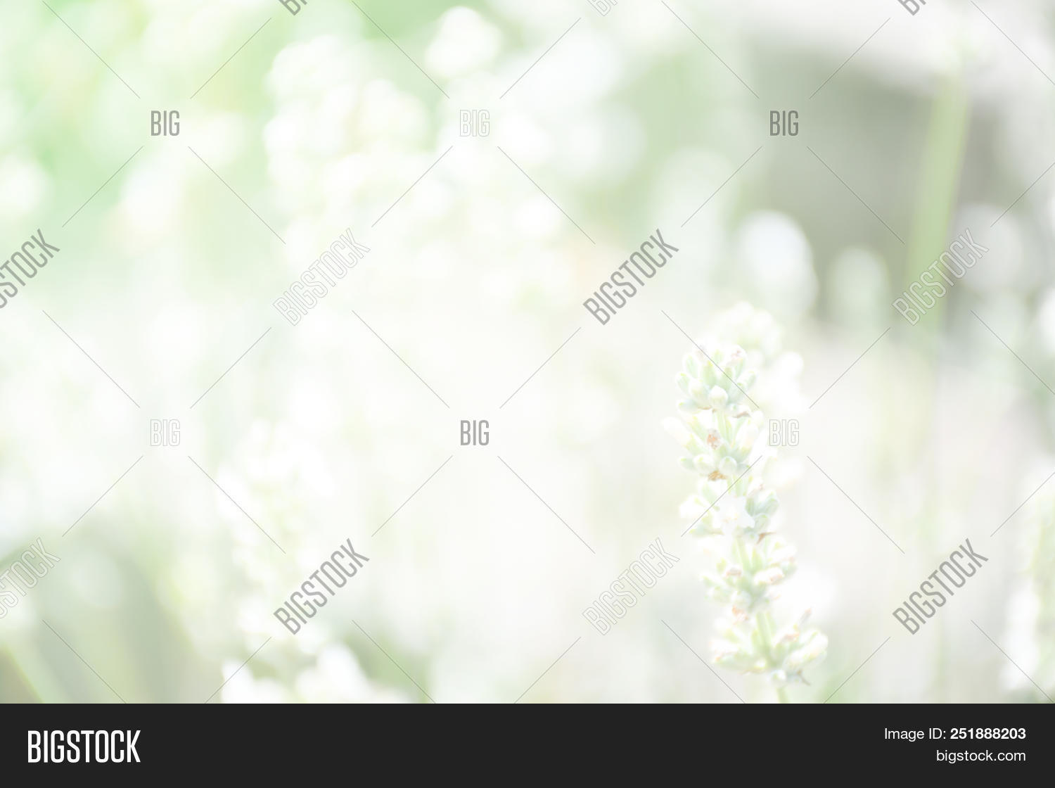 Abstract Non Focus Image & Photo (Free Trial) | Bigstock