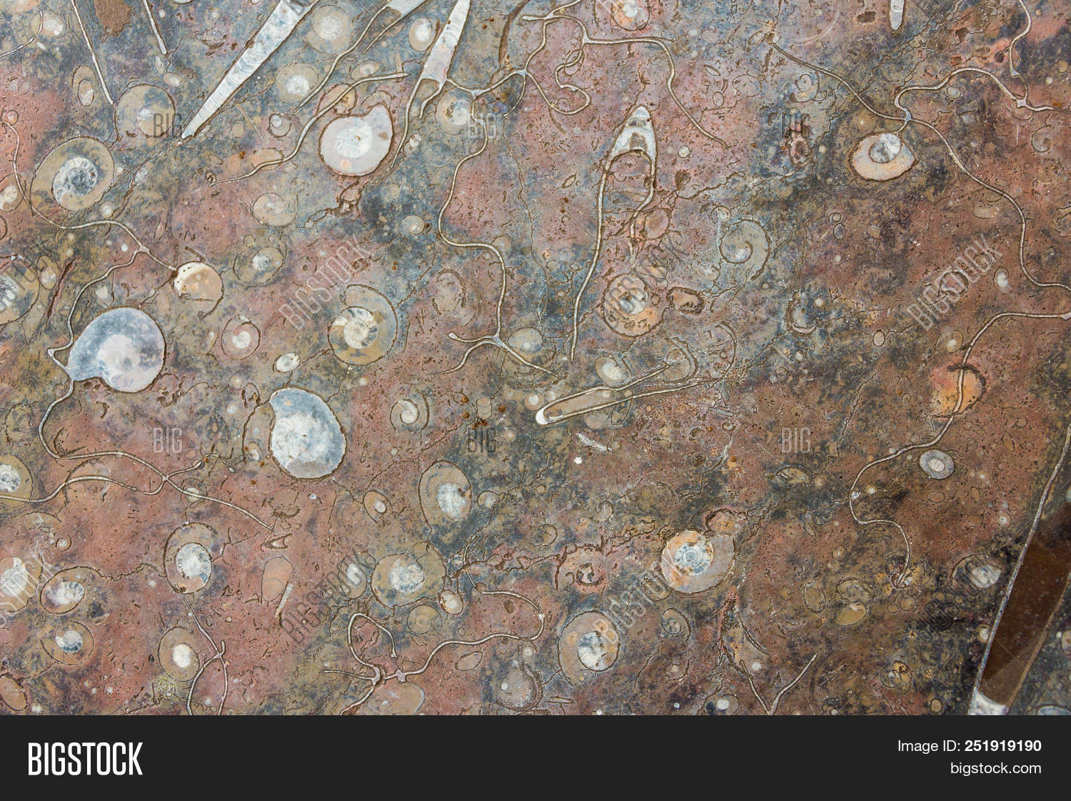 Fossilized Polished Image & Photo (Free Trial) | Bigstock