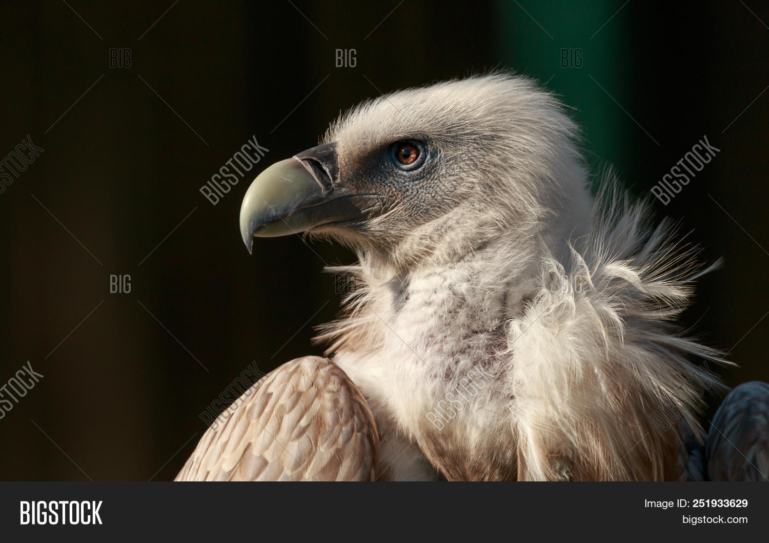 Himalayan Griffon Image & Photo (Free Trial) | Bigstock