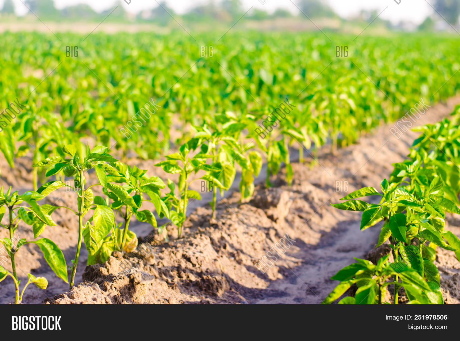 Vegetable Rows Pepper Image & Photo (Free Trial) | Bigstock