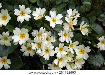 Primula, Species Image & Photo (Free Trial) | Bigstock