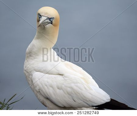 Adult Gannets Large Image & Photo (Free Trial) | Bigstock