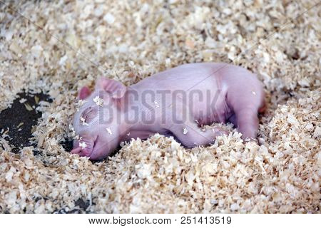 3 Day Old Baby Pigs. Image & Photo (Free Trial) | Bigstock