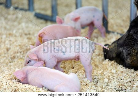 3 Day Old Baby Pigs. Image & Photo (Free Trial) | Bigstock