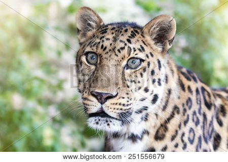Young Adult Amur Image & Photo (Free Trial) | Bigstock