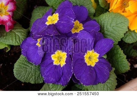 Primula, Species Image & Photo (Free Trial) | Bigstock