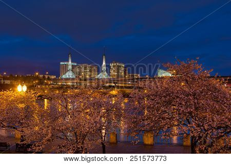 Cherry Blossom Trees Image & Photo (Free Trial) | Bigstock