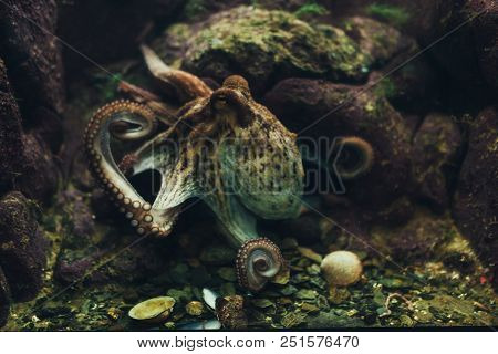 Octopus Aquarium Image & Photo (Free Trial) | Bigstock