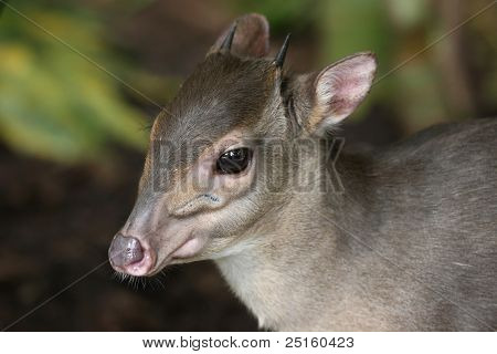 Blue Duiker Antelope Image & Photo (Free Trial) | Bigstock