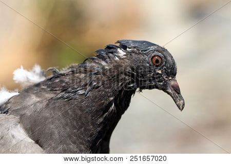Young Juvenile Feral Image & Photo (Free Trial) | Bigstock