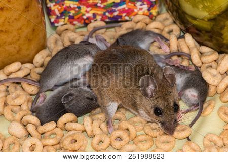 Wild Brown House Mouse Image & Photo (Free Trial) | Bigstock