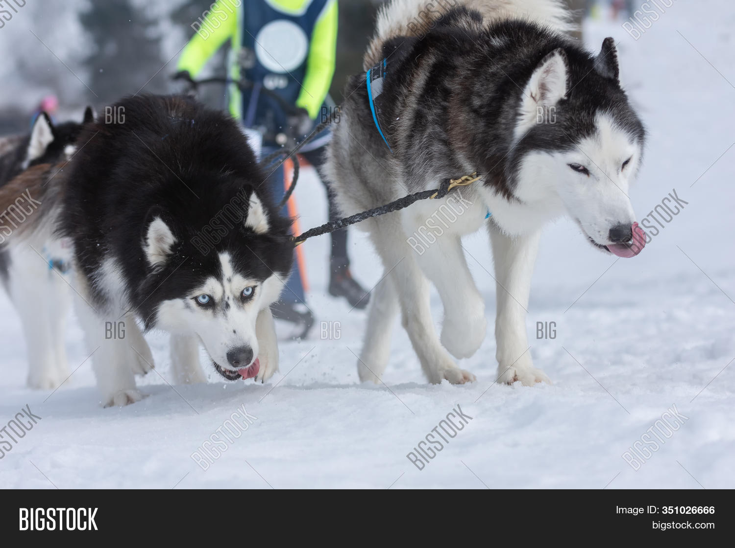 Pack Siberian Huskies Image & Photo (Free Trial) | Bigstock