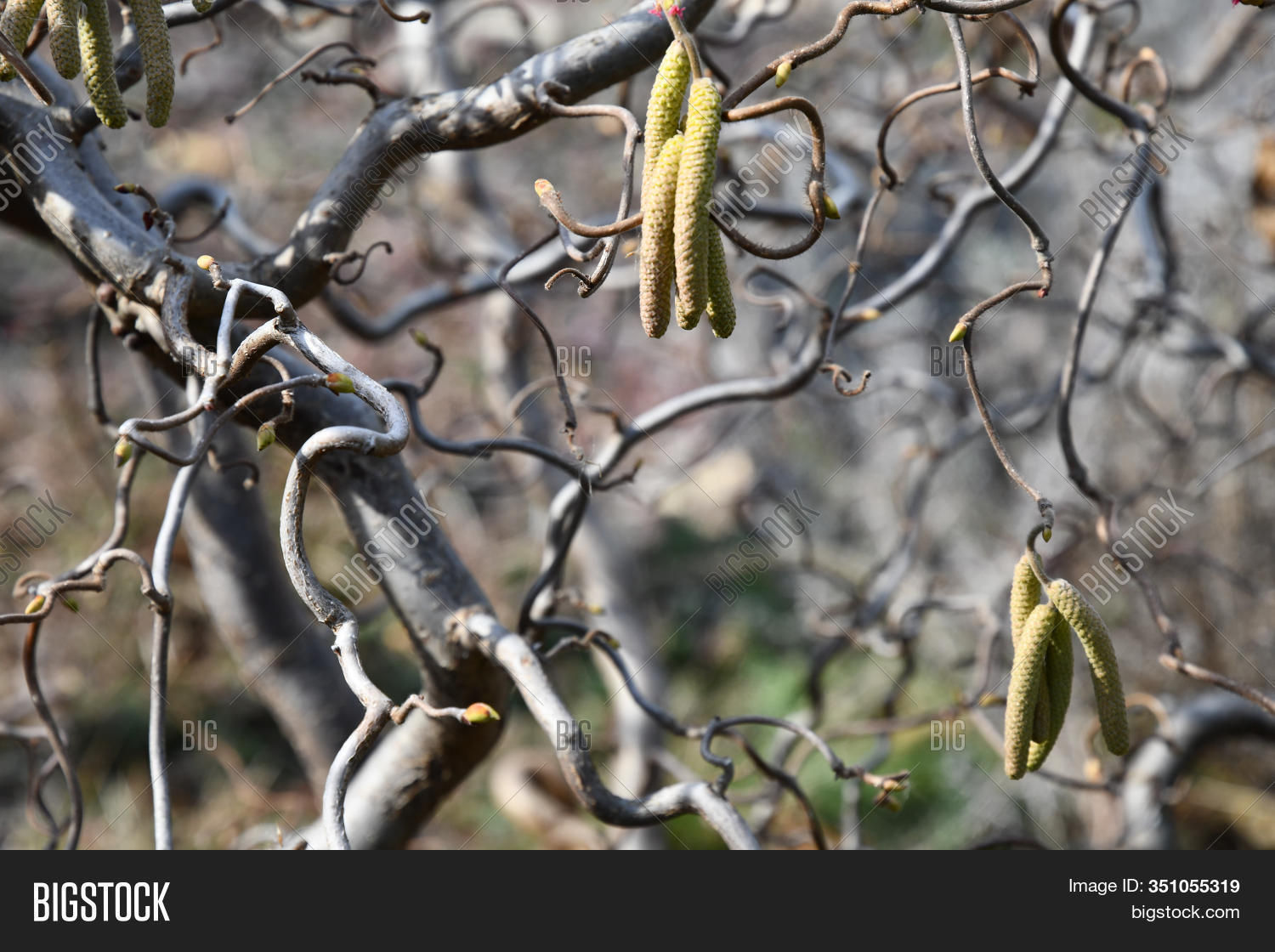 Blurry Curly Bare Image & Photo (Free Trial) | Bigstock