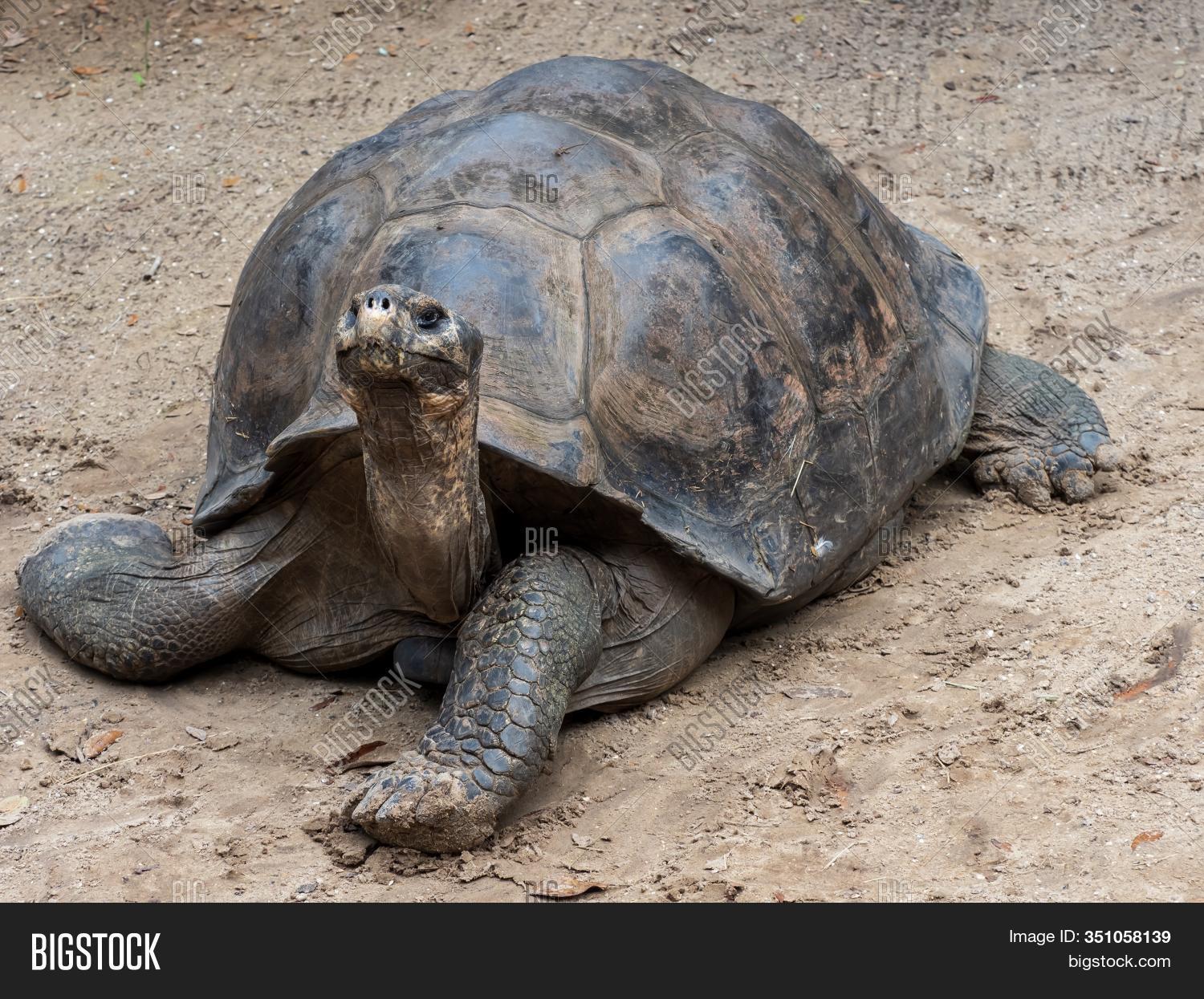 Giant Box Turtle Head Image & Photo (Free Trial) | Bigstock
