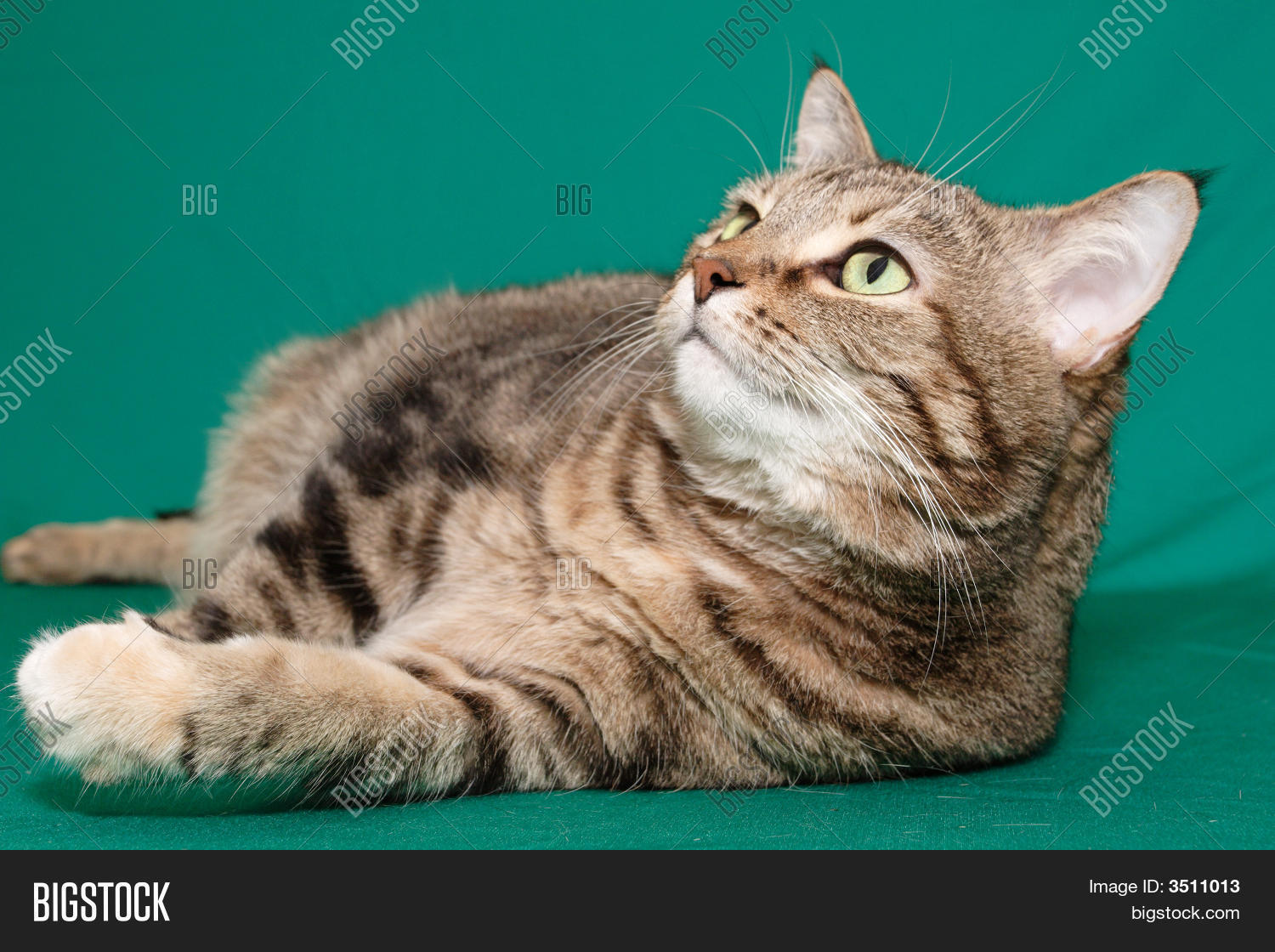 Tabby Cat Image & Photo (Free Trial) | Bigstock