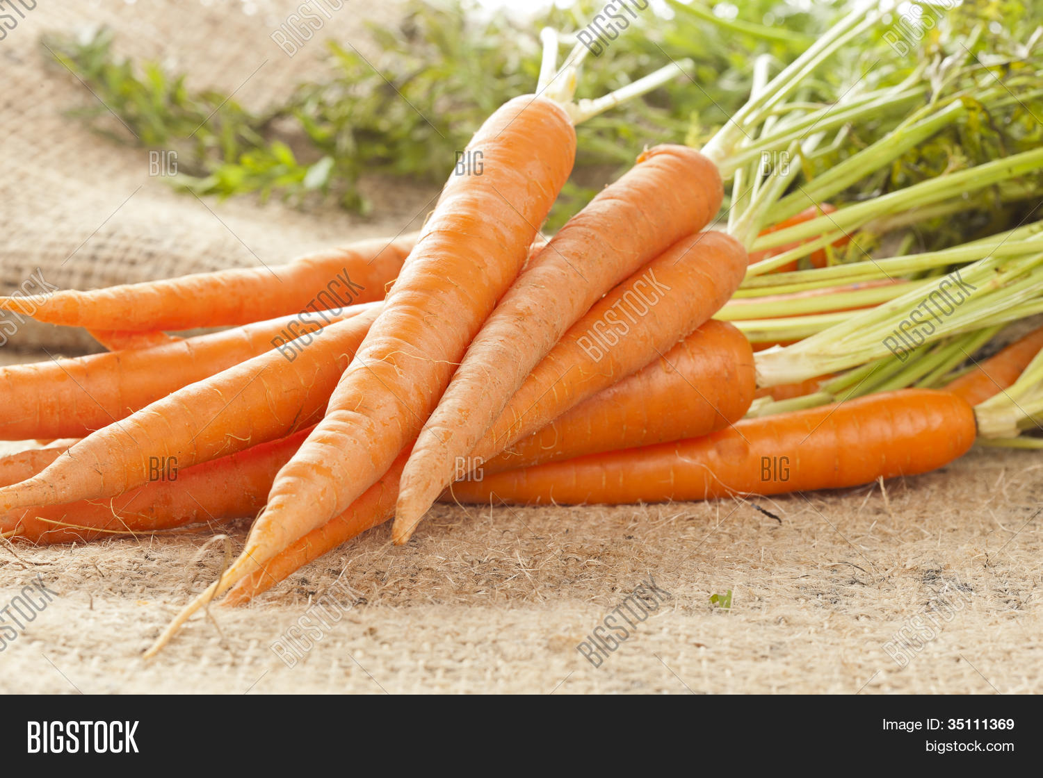 Fresh Organic Carrots Image & Photo (Free Trial) | Bigstock