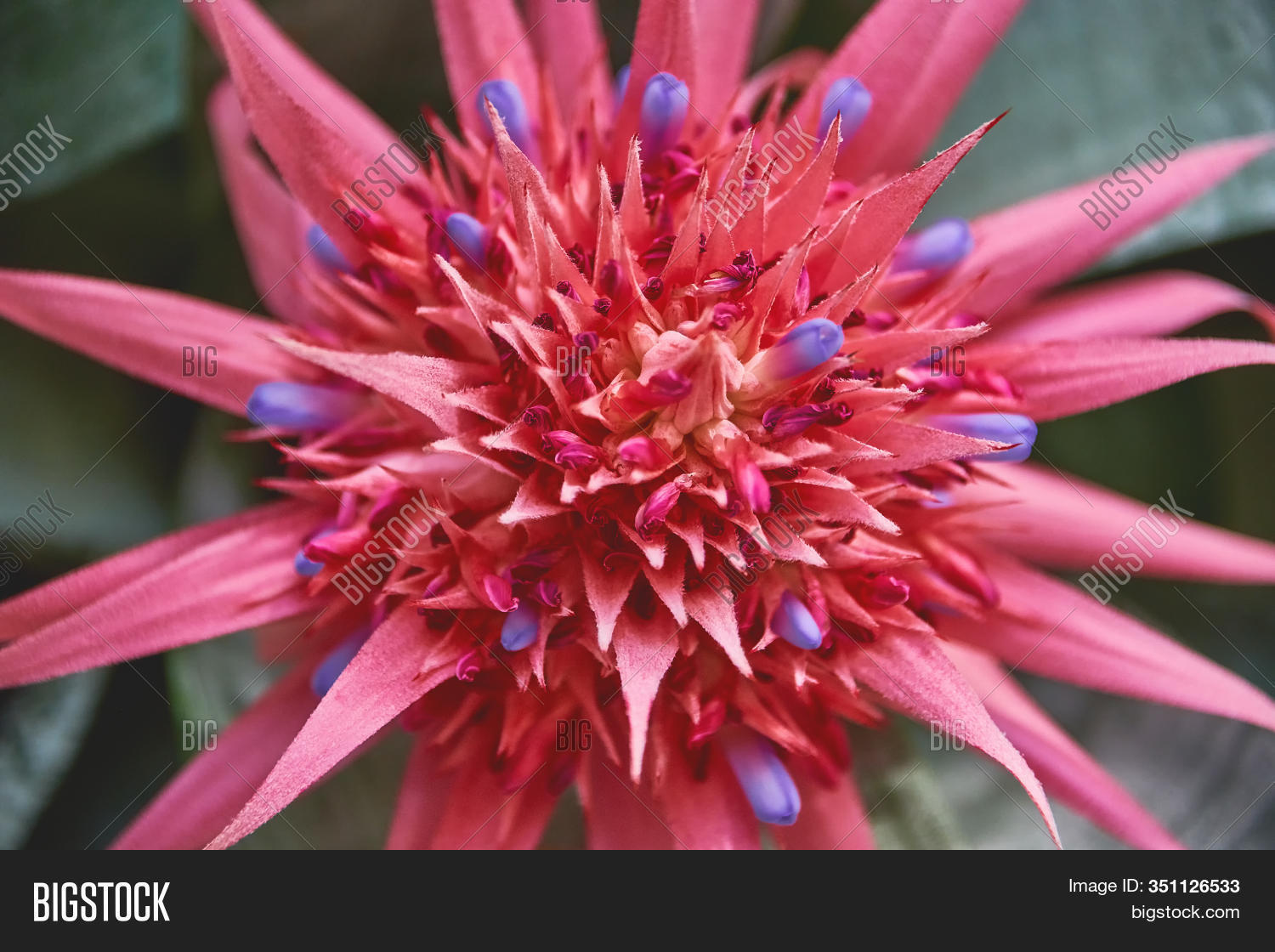 Beautiful Pink Agave Image & Photo (Free Trial) | Bigstock