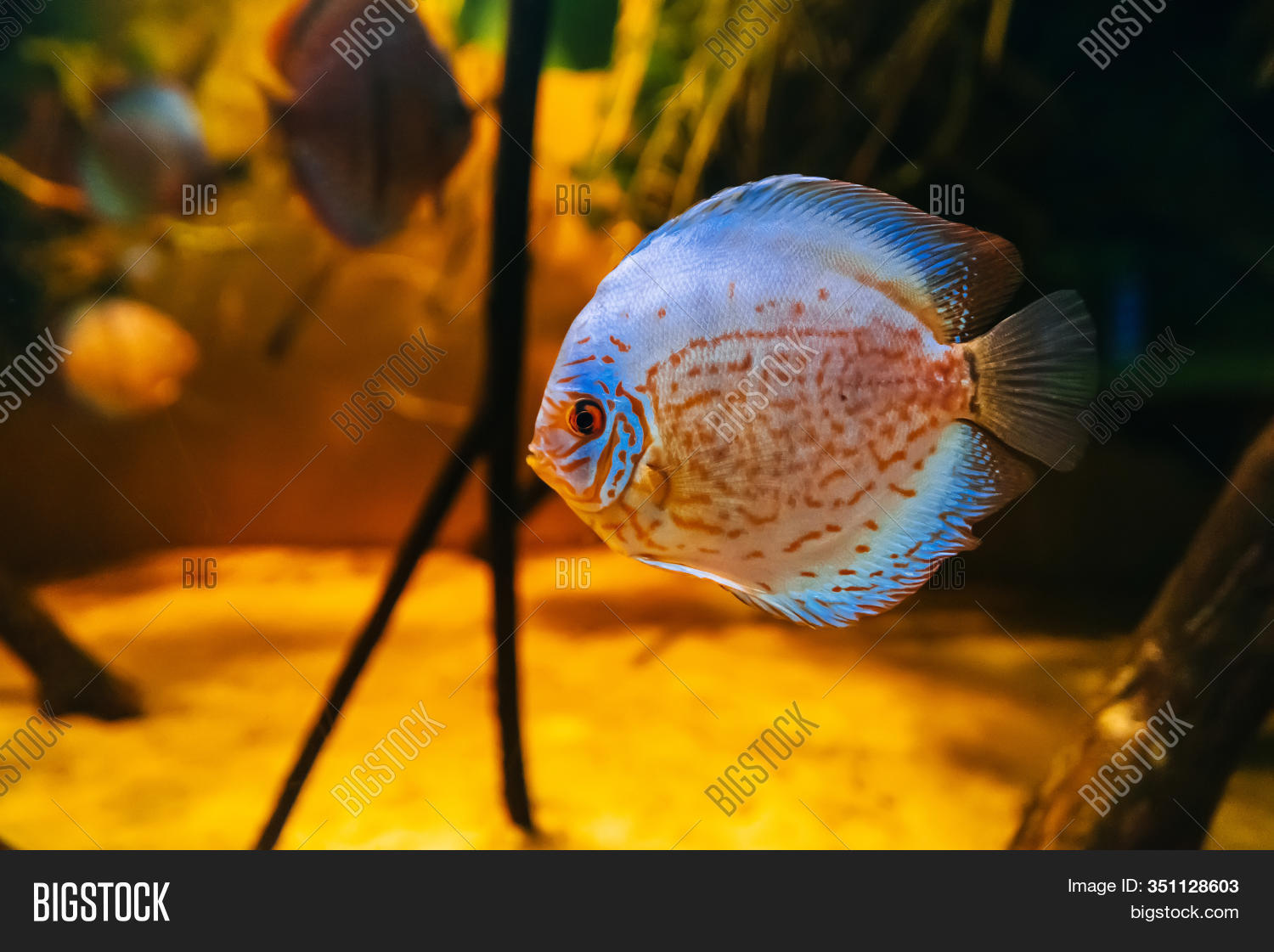 Beautiful Fish Discus Image & Photo (Free Trial) | Bigstock