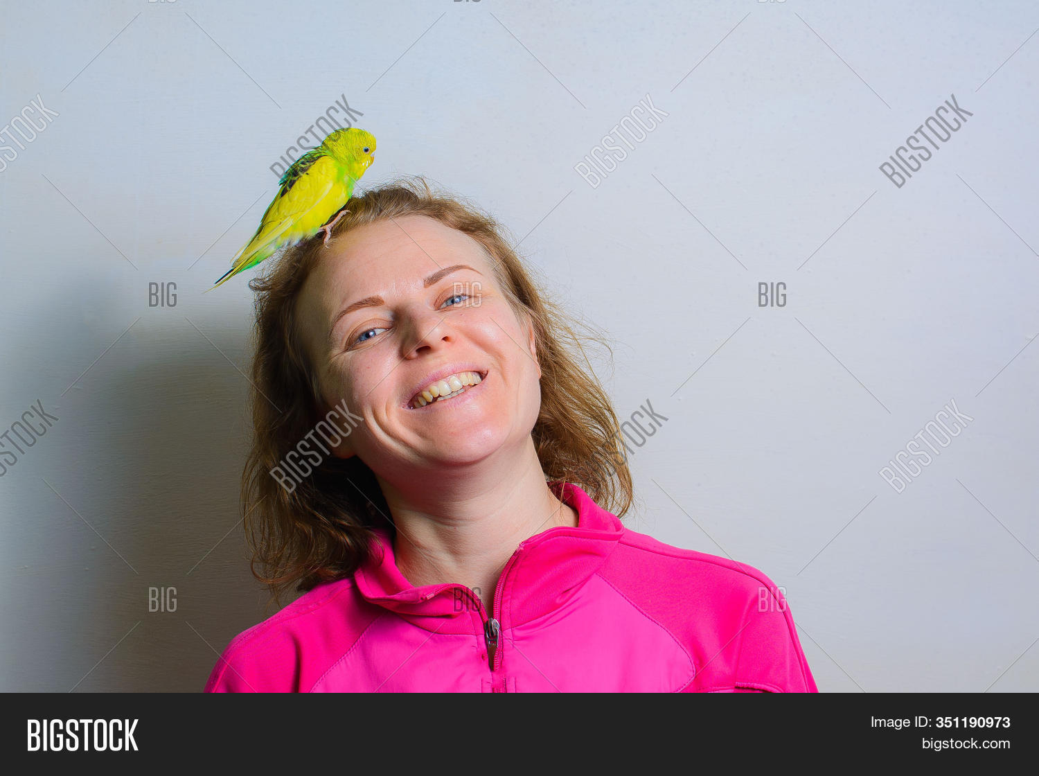 Funny Budgie. Cute Image & Photo (Free Trial) | Bigstock