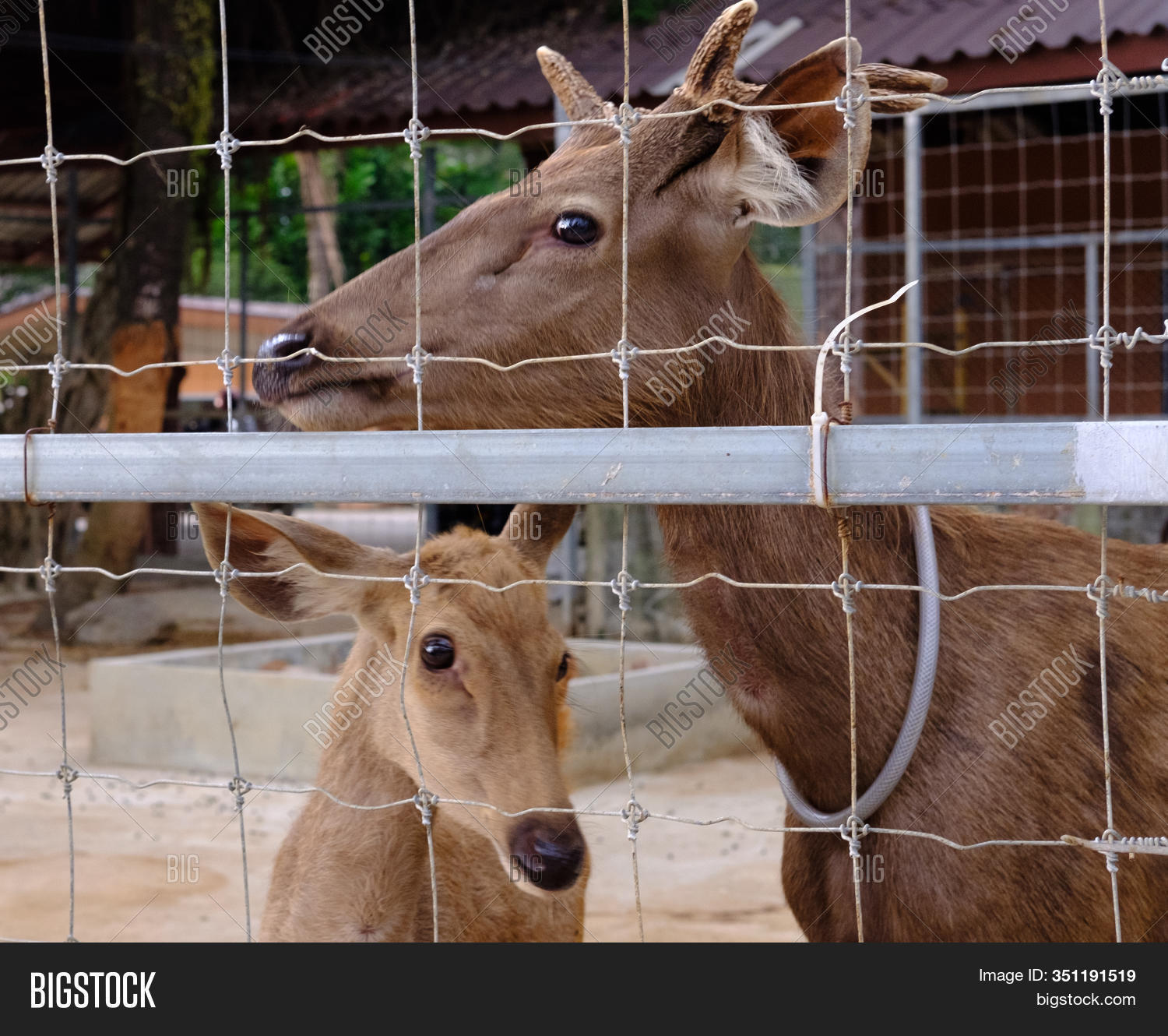 Closeup Deer Looking Image & Photo (Free Trial) | Bigstock