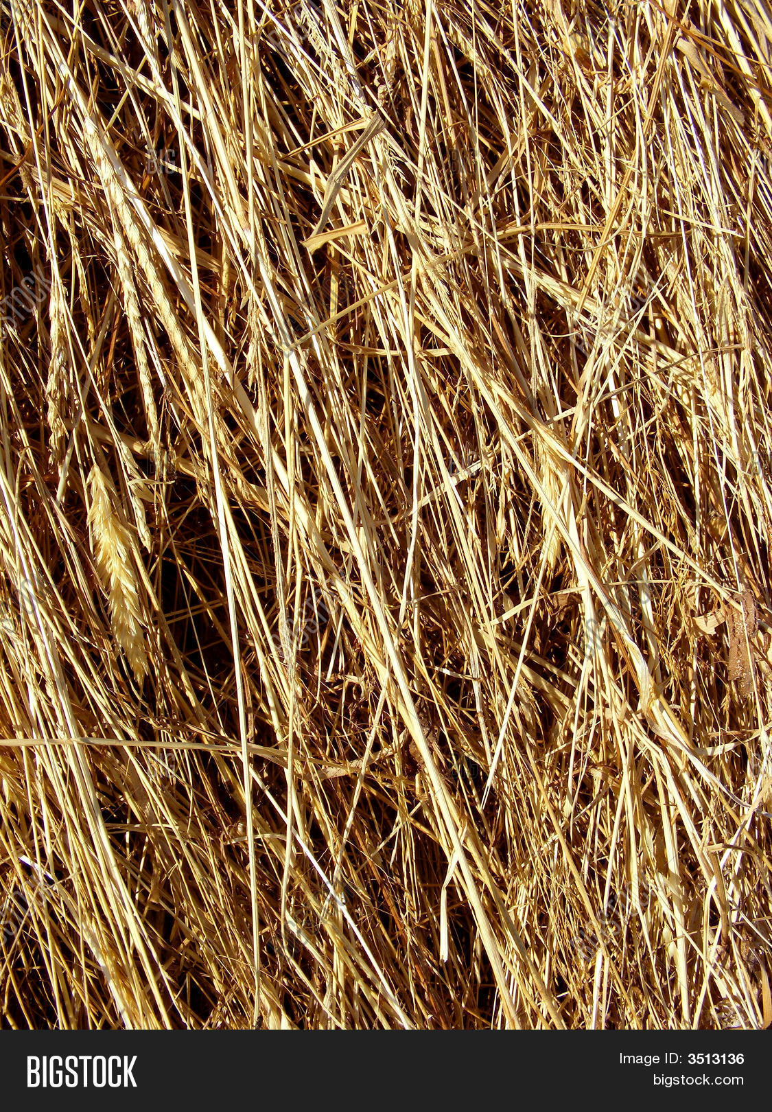 Hay Image & Photo (Free Trial) | Bigstock