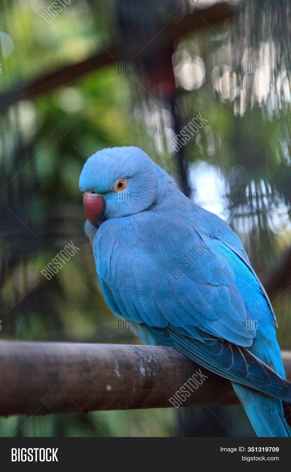 Blue Indian Ringneck Image & Photo (Free Trial) | Bigstock