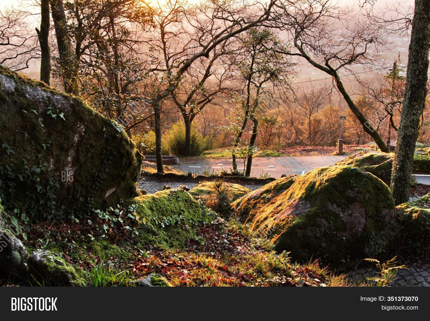 Beautiful Leafy Forest Image & Photo (Free Trial) | Bigstock