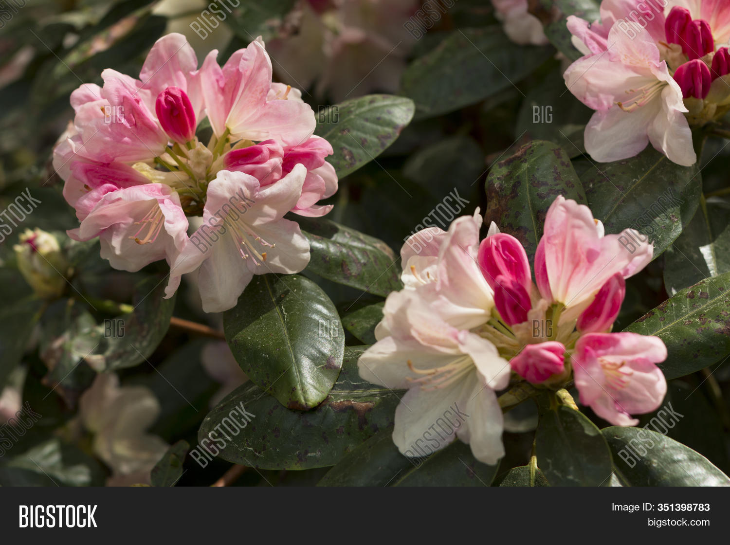Big Azalea Image & Photo (Free Trial) | Bigstock
