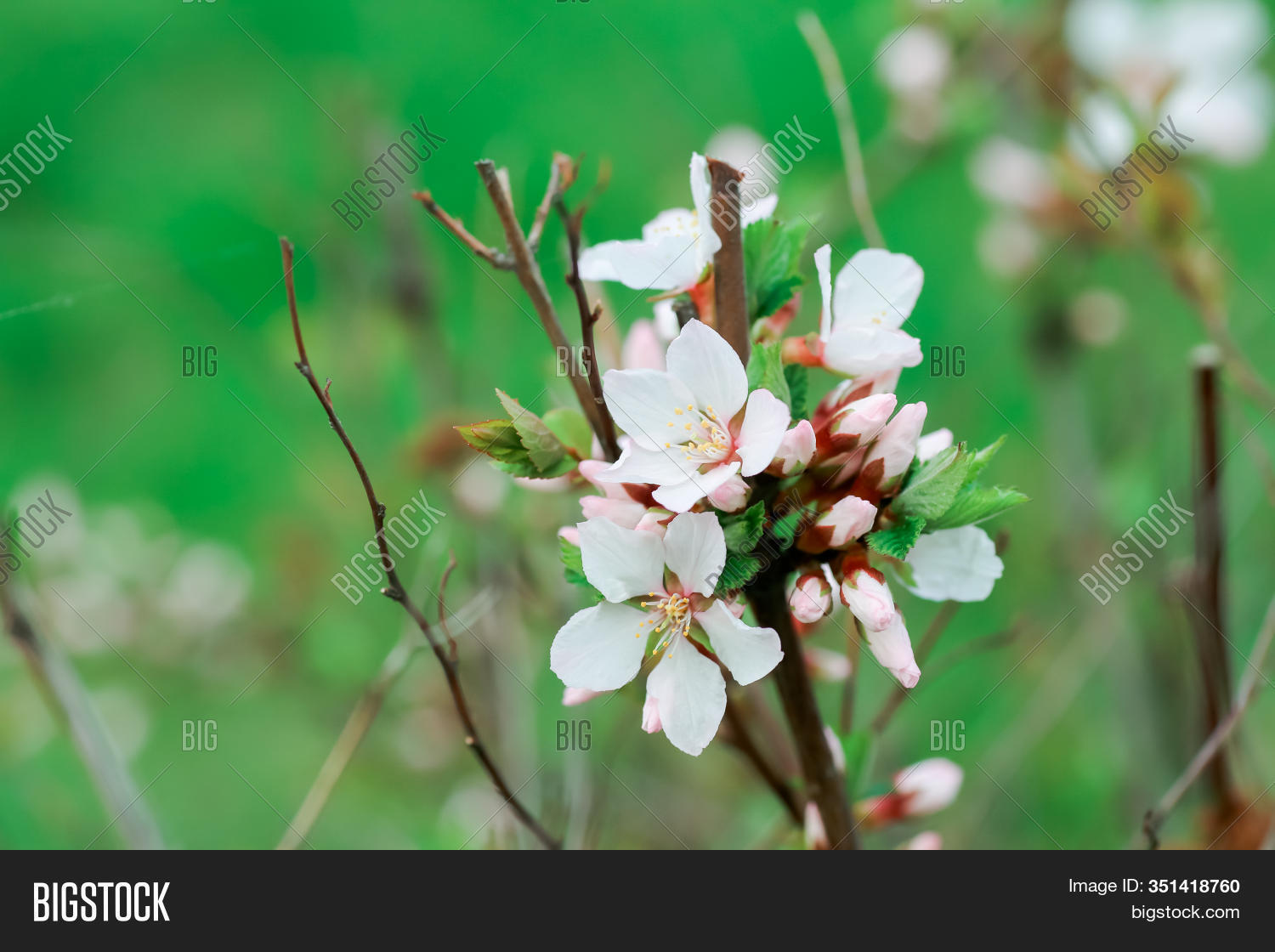 Flower Nanking Cherry Image & Photo (Free Trial) | Bigstock