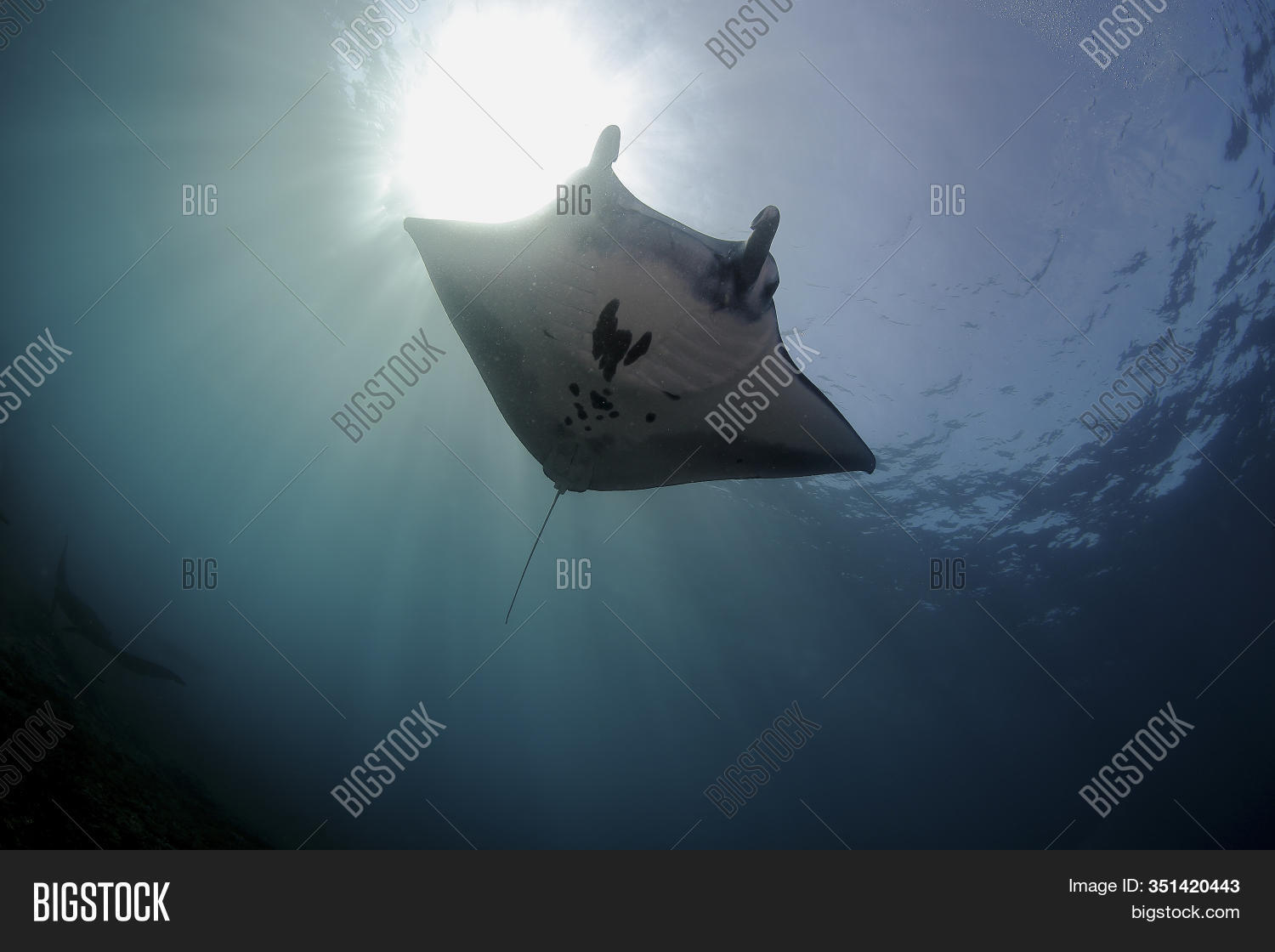 Manta Ray Swim Into Image & Photo (Free Trial) | Bigstock