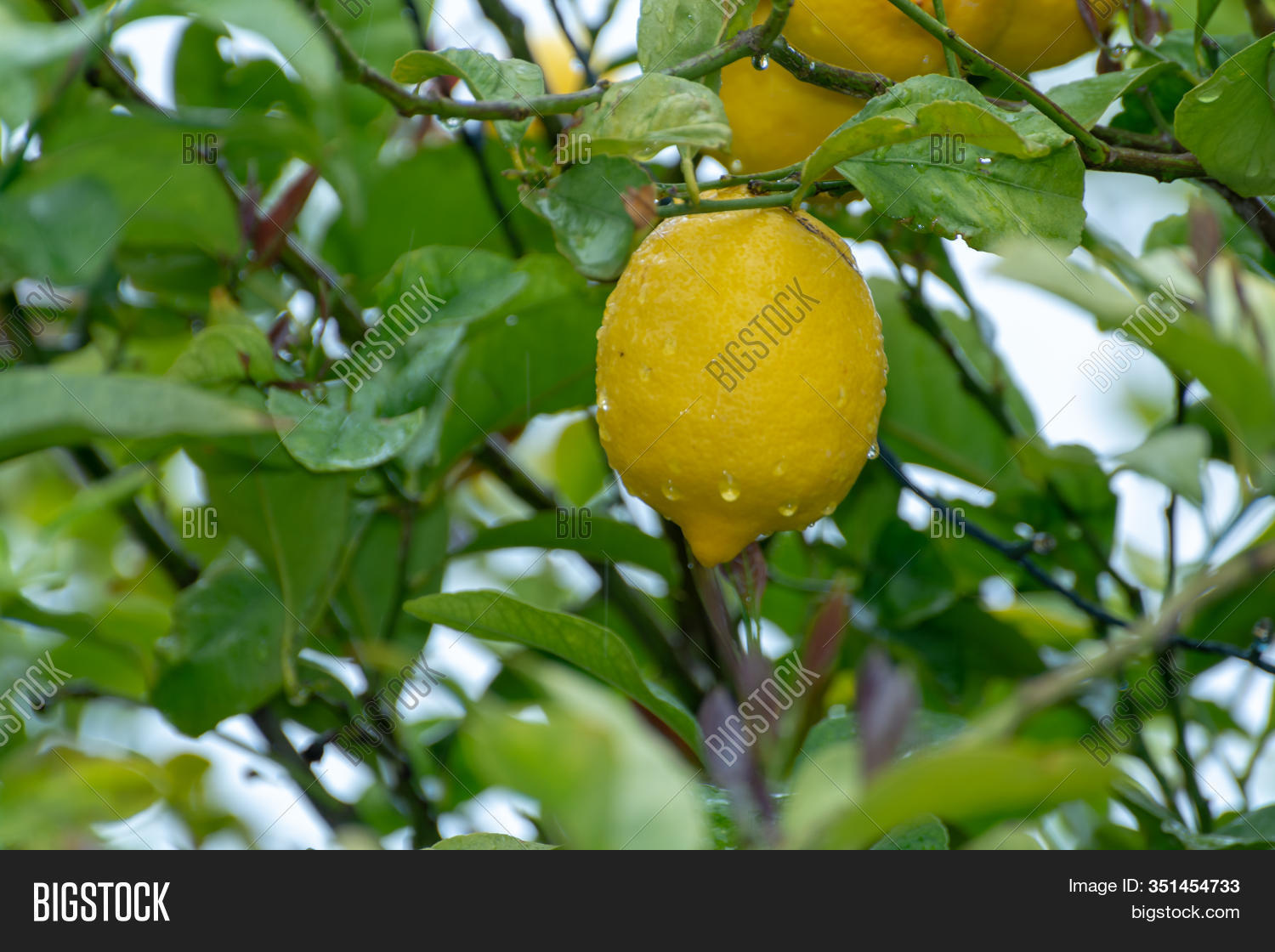 Ripe Yellow Lemons Image & Photo (Free Trial) | Bigstock