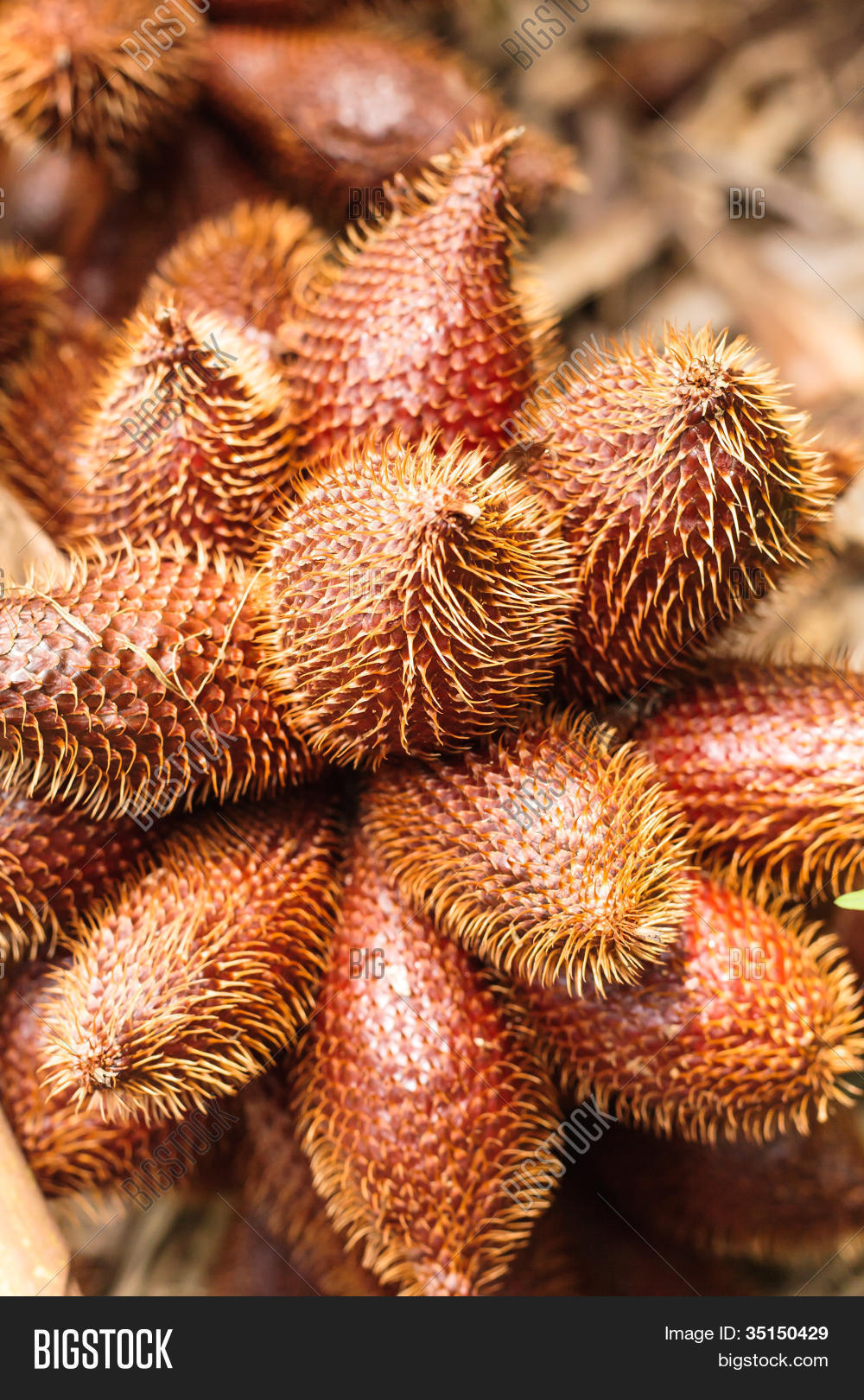 Salacca Zalacca, Thai Image & Photo (Free Trial) | Bigstock