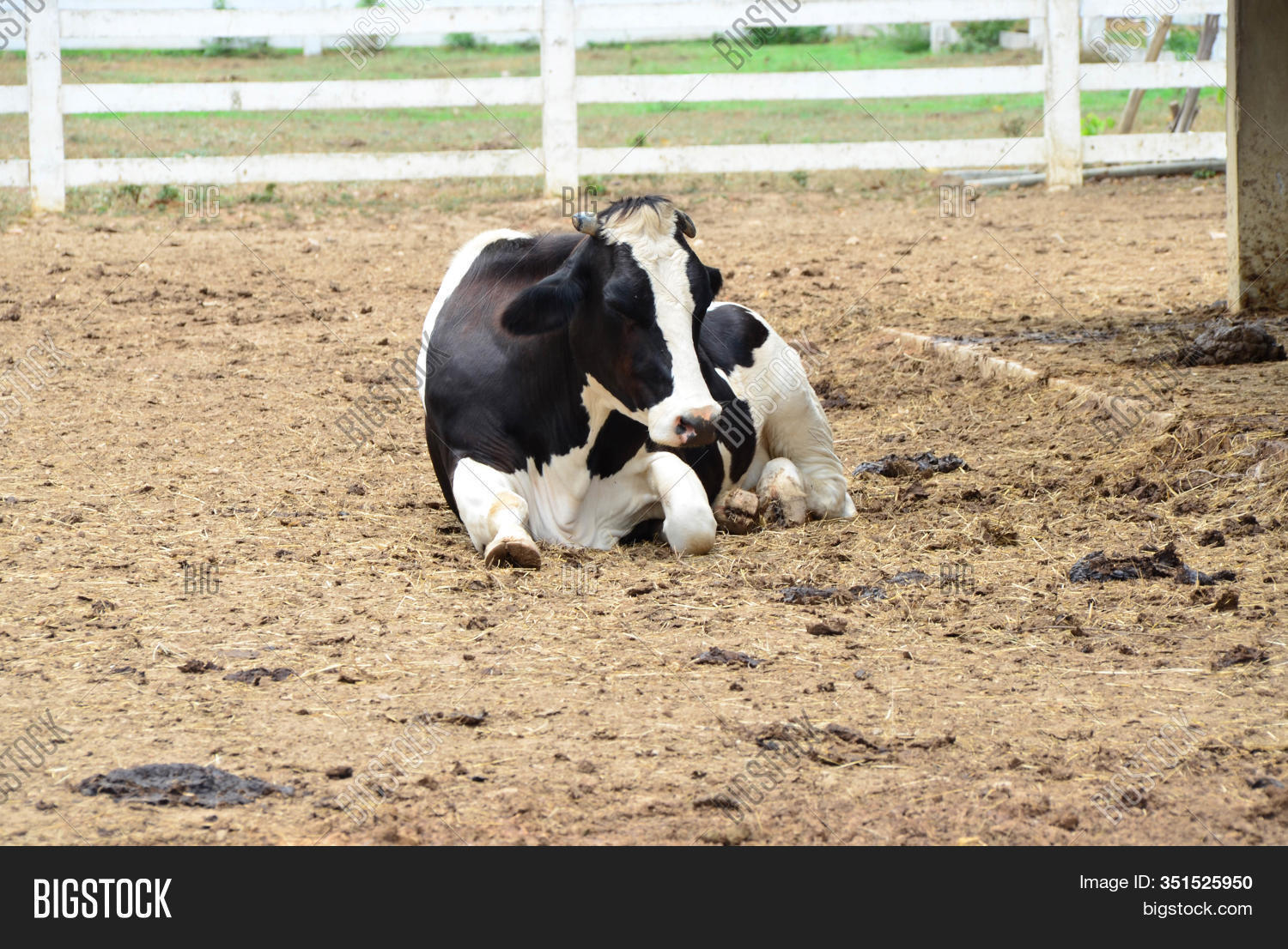 Dairy Black White Cow Image & Photo (Free Trial) | Bigstock