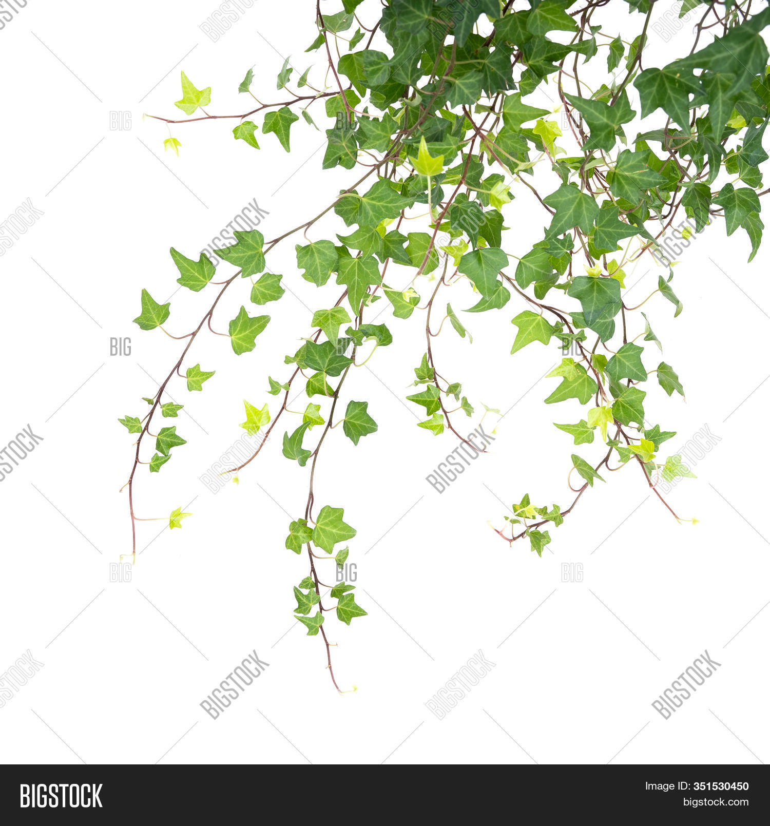 Ivy Isolated On White Image & Photo (Free Trial) | Bigstock