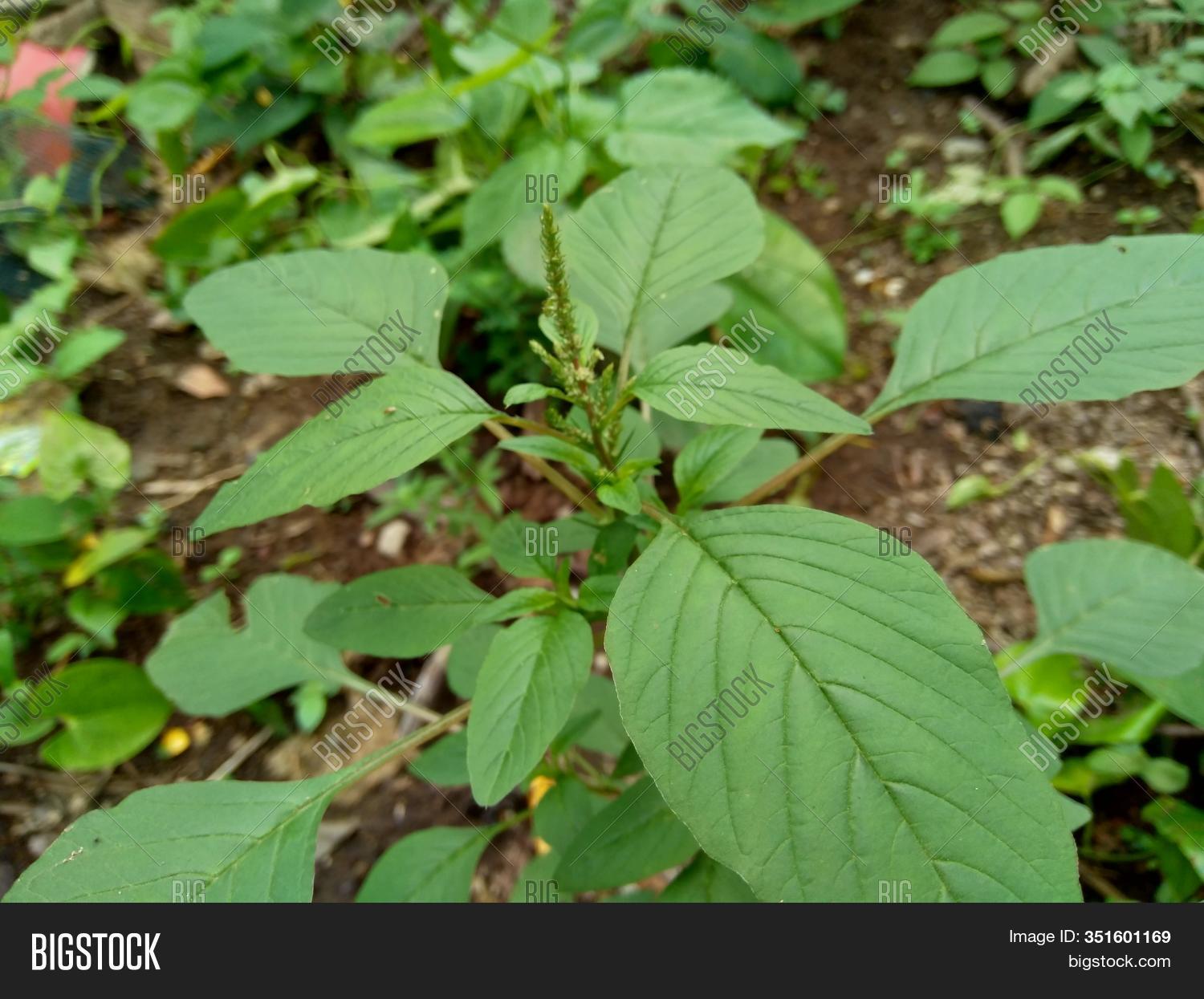 Spiny Amaranth, Spiny Image & Photo (Free Trial) | Bigstock