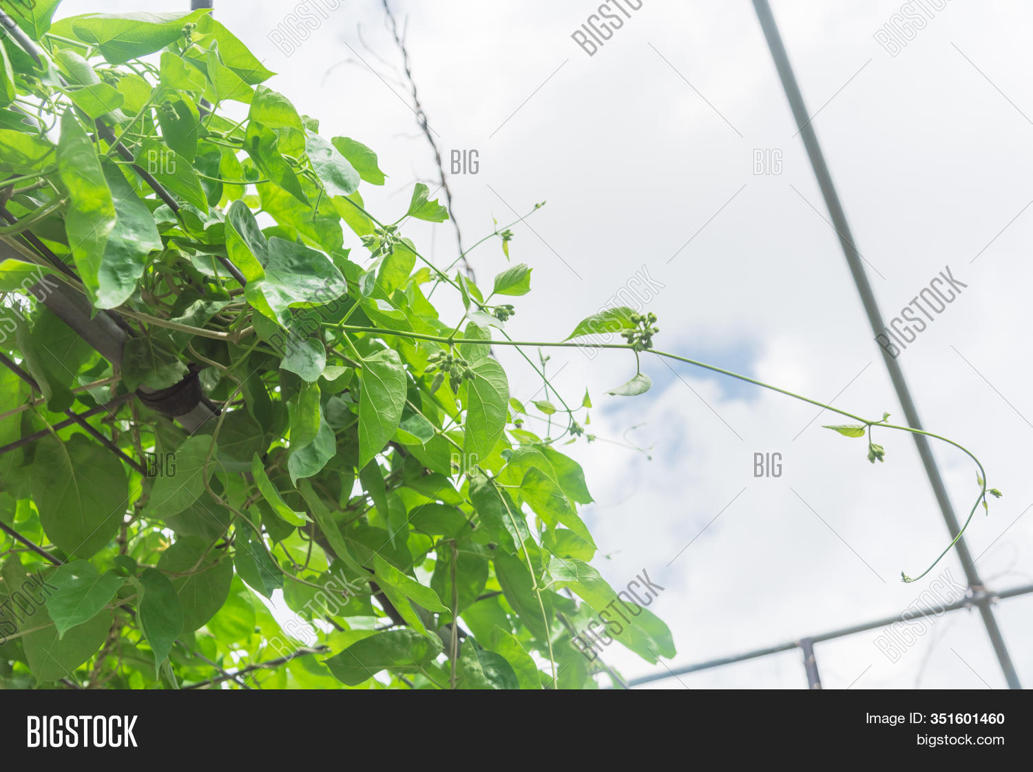Telosma Cordata Image & Photo (Free Trial) | Bigstock