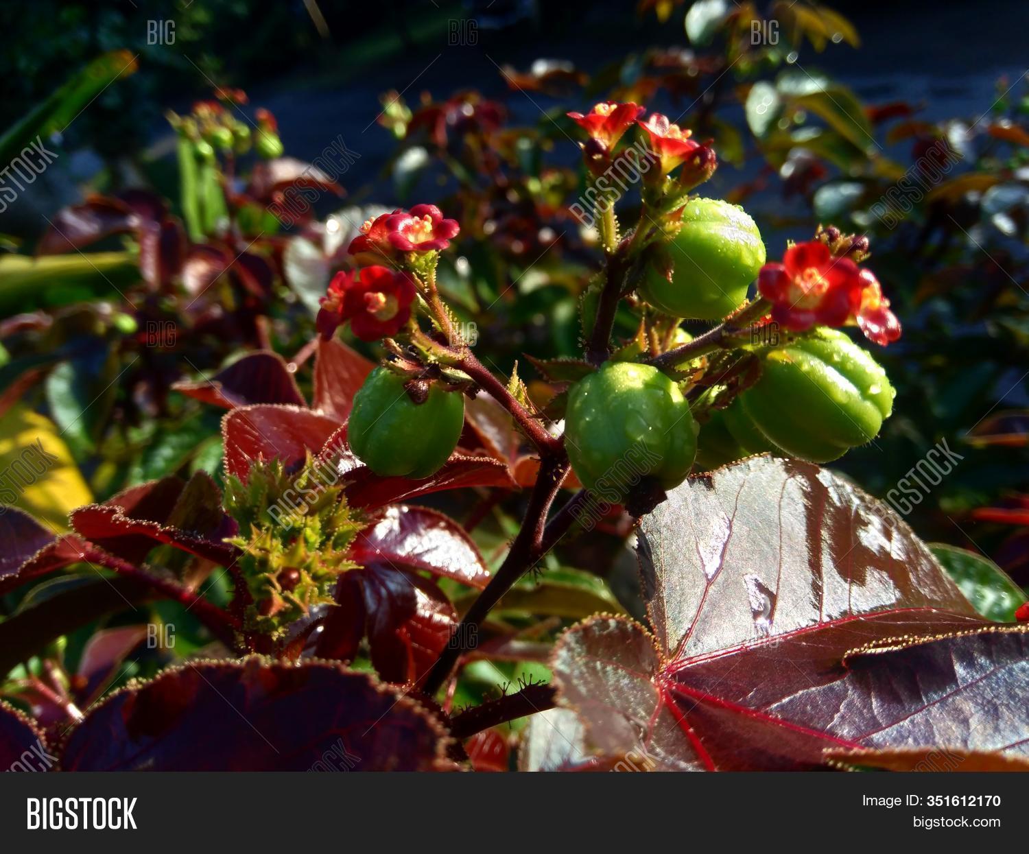 Castor Bean Tree ( Image & Photo (Free Trial) | Bigstock