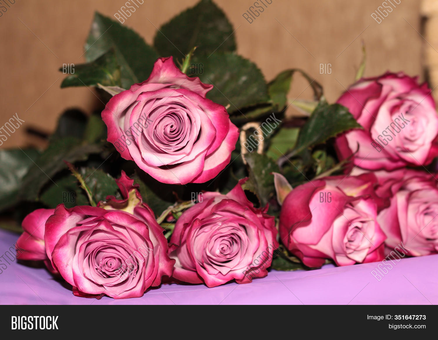 Two-tone Roses On Image & Photo (Free Trial) | Bigstock