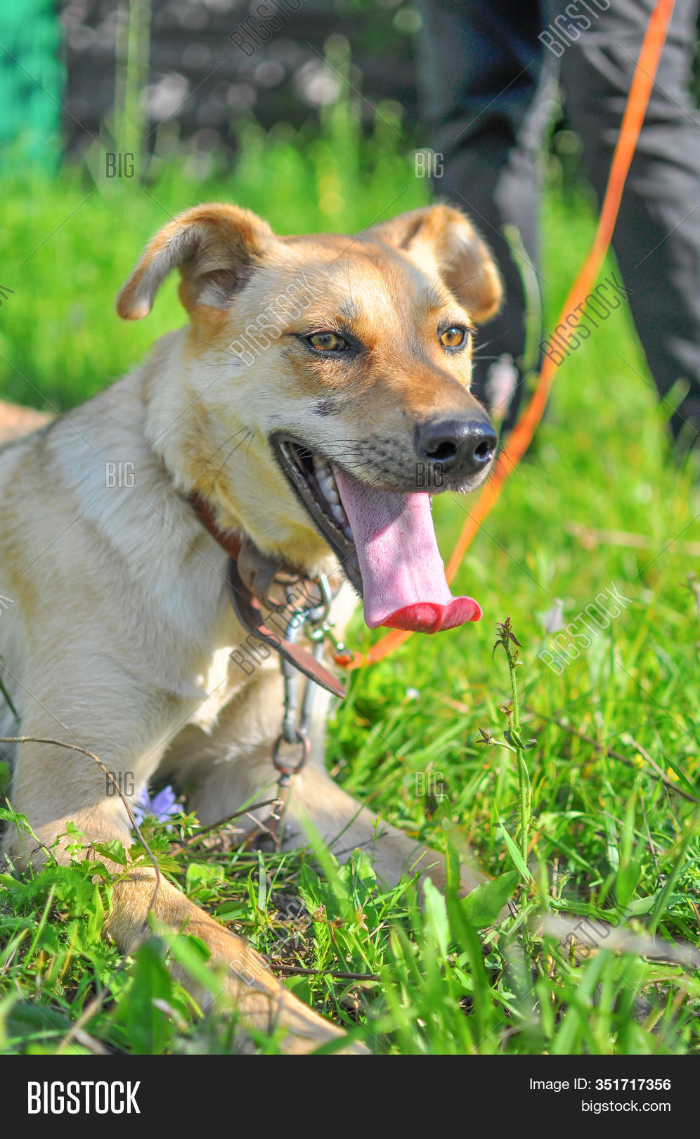 Beautiful Dog Yellow Image & Photo (Free Trial) | Bigstock