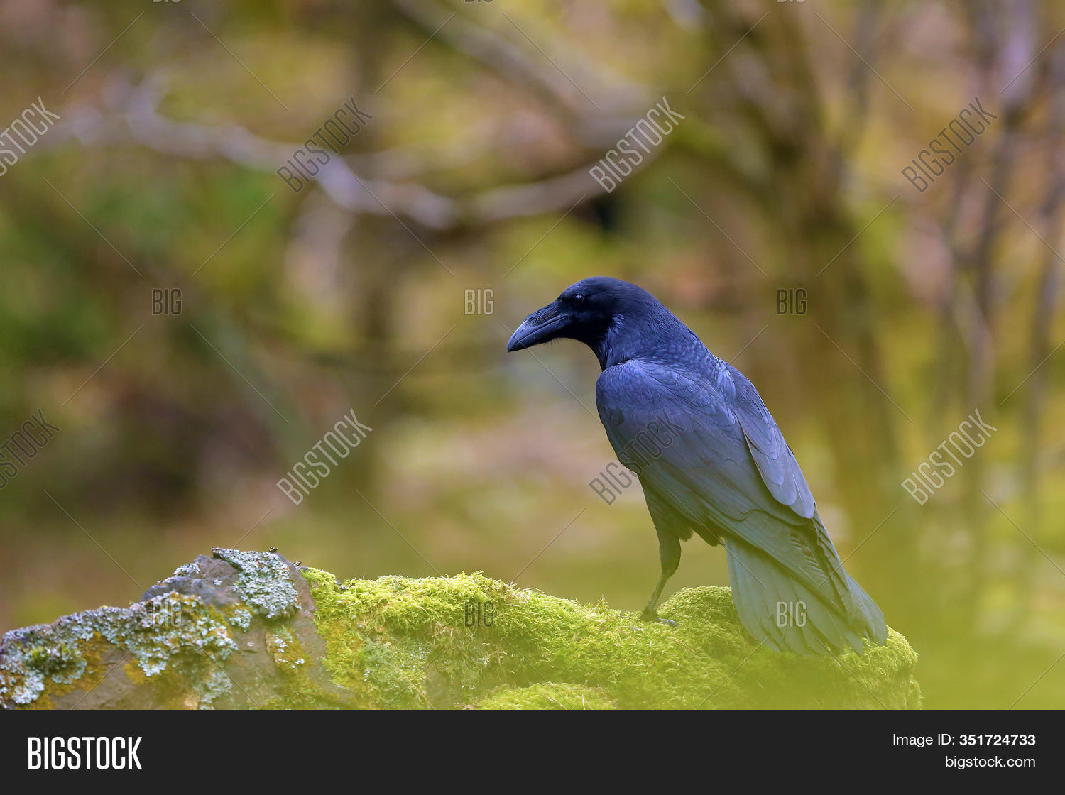 Common Raven (corvus Image & Photo (Free Trial) | Bigstock