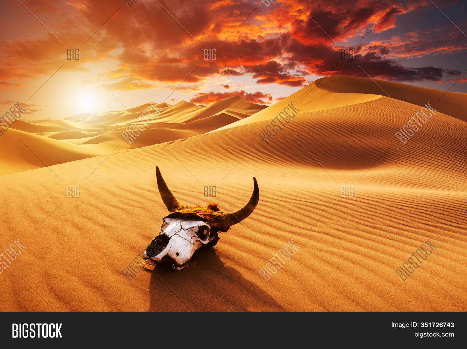 Bulls Skull Sand Image & Photo (Free Trial) | Bigstock