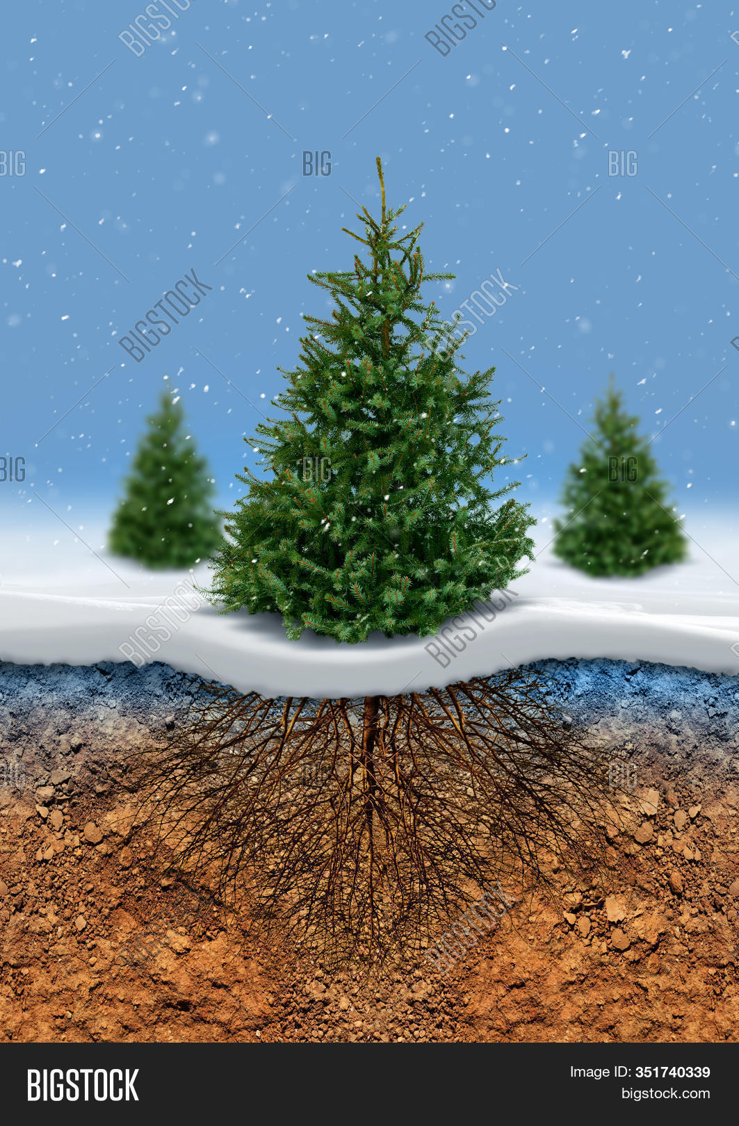 Spruce Tree Roots Soil Image & Photo (Free Trial) | Bigstock