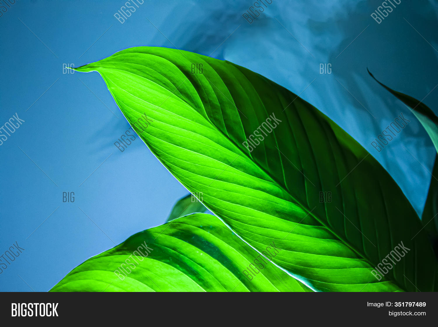 Large Foliage Nature Image & Photo (Free Trial) | Bigstock